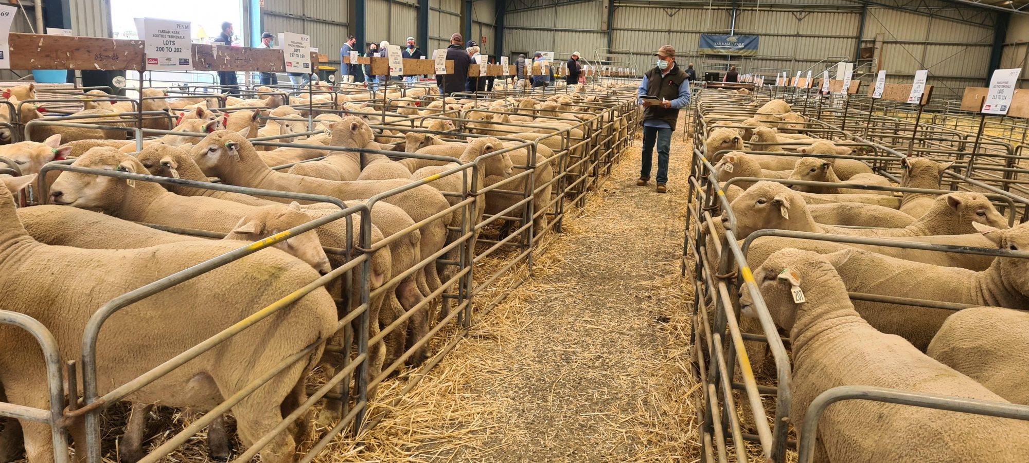 Terminal and Maternal Sheep Stud - Yarram Park