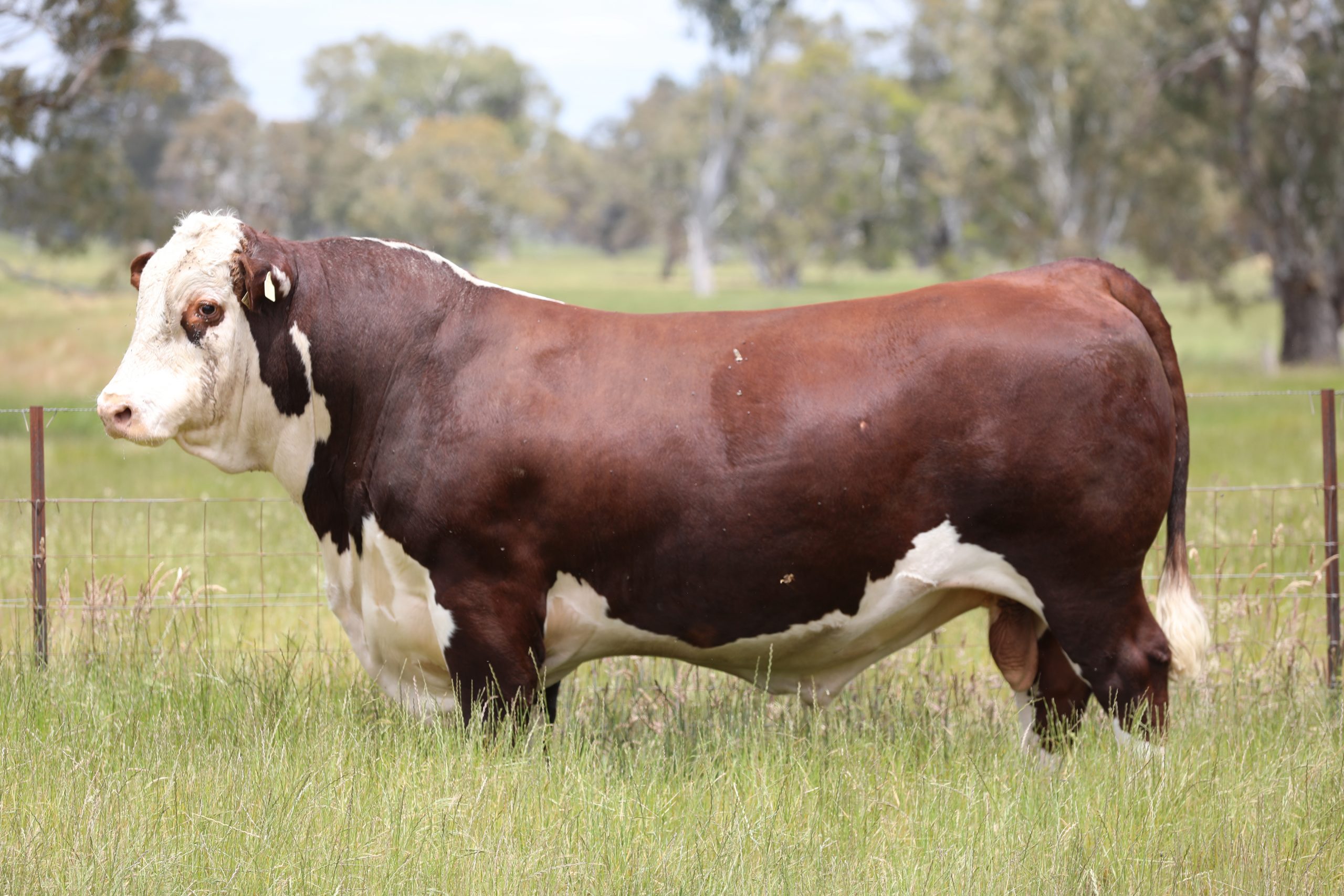 Yarram Unique P160 - Yarram Park